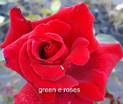 Hybrid Tea Roses
