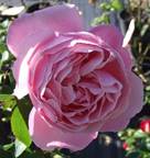 Climbing Roses